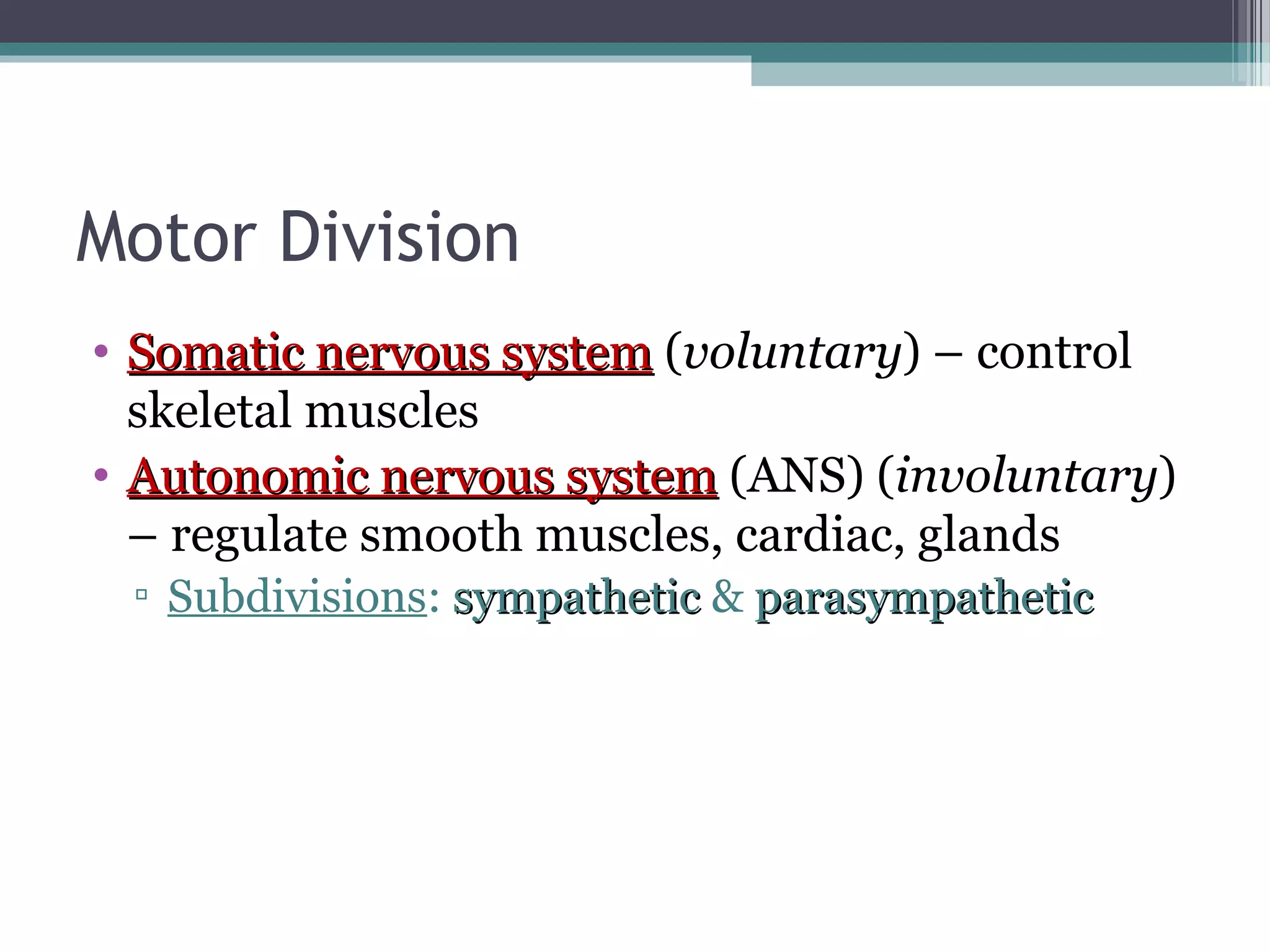 Anatomy & Physiology Lecture Notes - The nervous system | PPT