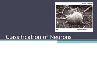 Anatomy & Physiology Lecture Notes - The nervous system | PPT