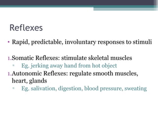 Anatomy & Physiology Lecture Notes - The nervous system | PPT