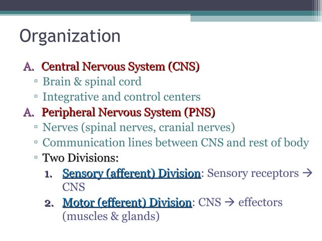 Anatomy & Physiology Lecture Notes - The nervous system | PPT | Brain ...