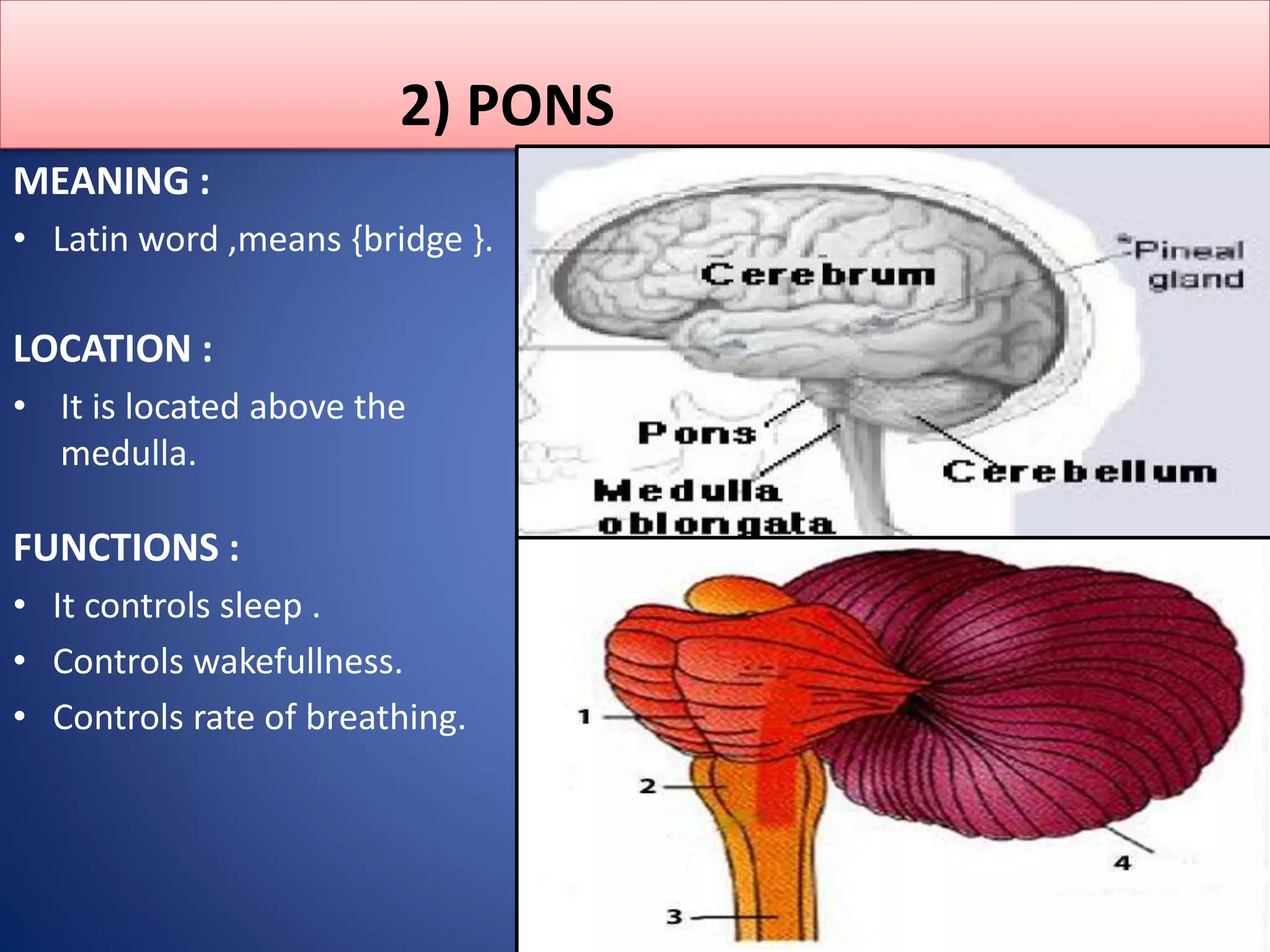 The nervous system, Its Types, The Human Brain, Functions And fun facts ...