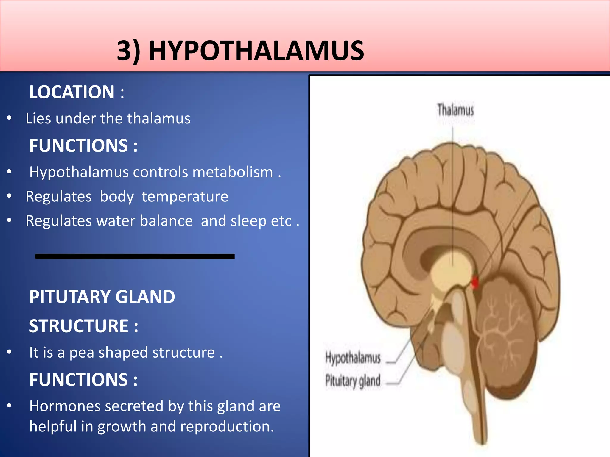 The nervous system, Its Types, The Human Brain, Functions And fun facts ...