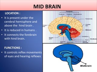 The nervous system, Its Types, The Human Brain, Functions And fun facts ...