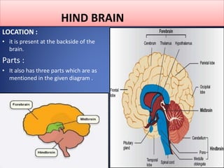The nervous system, Its Types, The Human Brain, Functions And fun facts ...