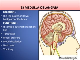 The nervous system, Its Types, The Human Brain, Functions And fun facts ...