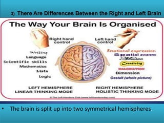The nervous system, Its Types, The Human Brain, Functions And fun facts ...