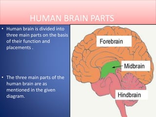 The nervous system, Its Types, The Human Brain, Functions And fun facts ...