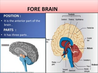 The nervous system, Its Types, The Human Brain, Functions And fun facts ...
