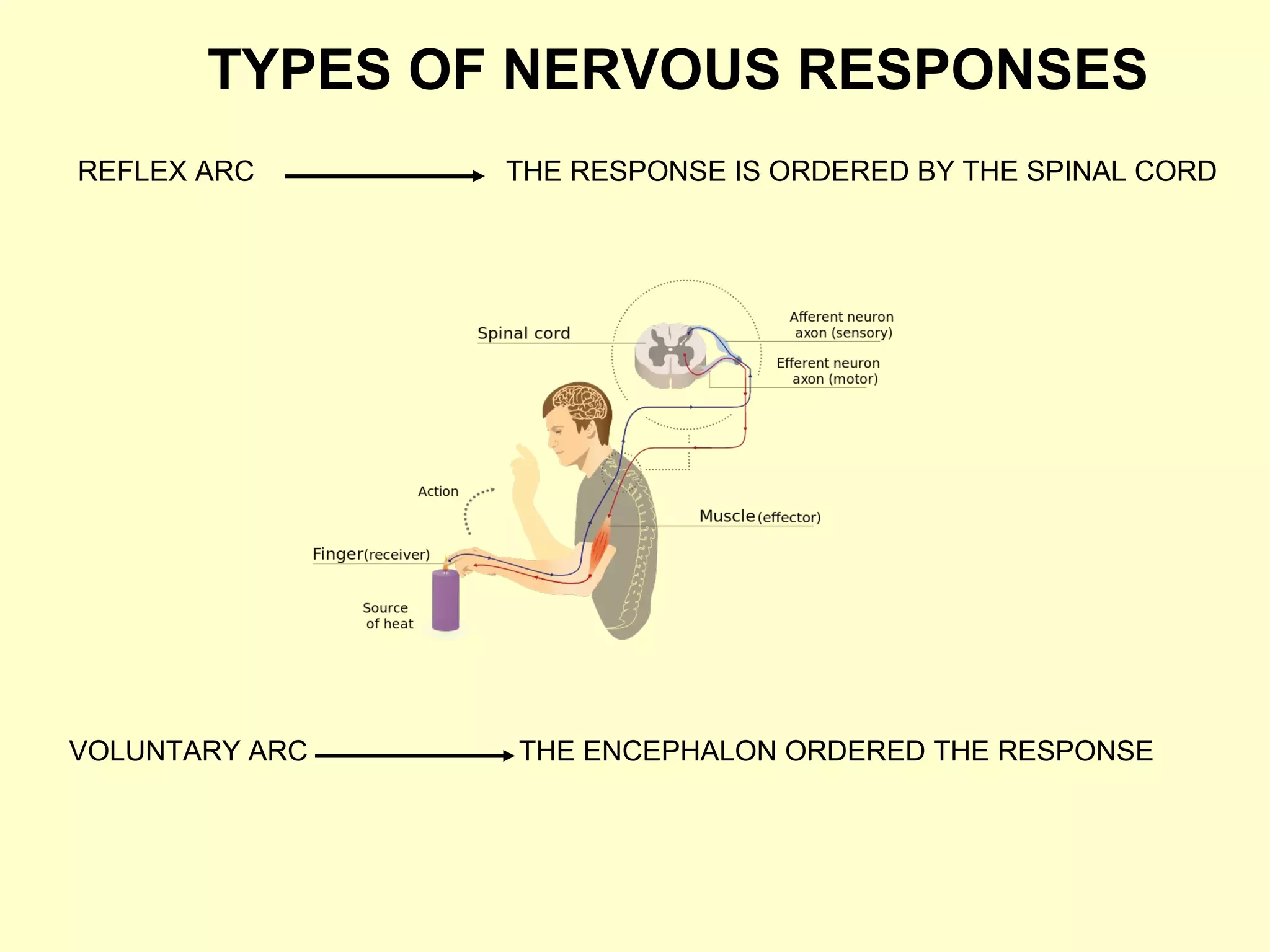 The nervous system | PPT