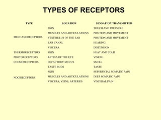 The nervous system | PPT