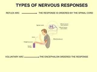 The nervous system | PPT