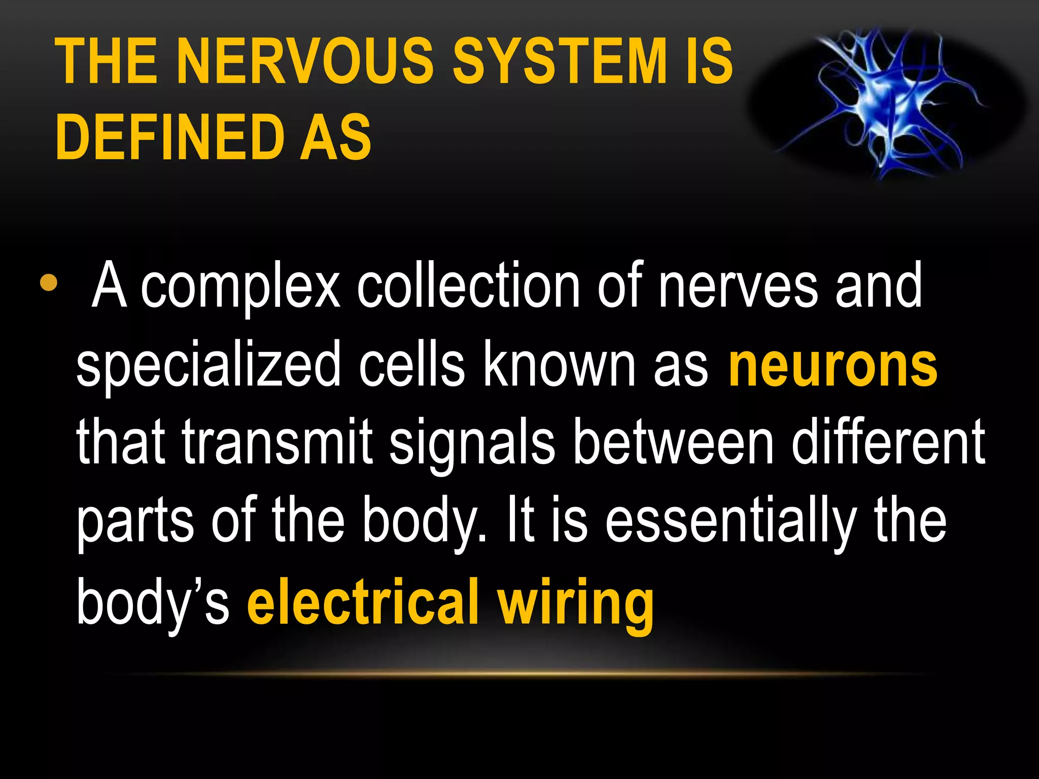 The nervous system | PPT