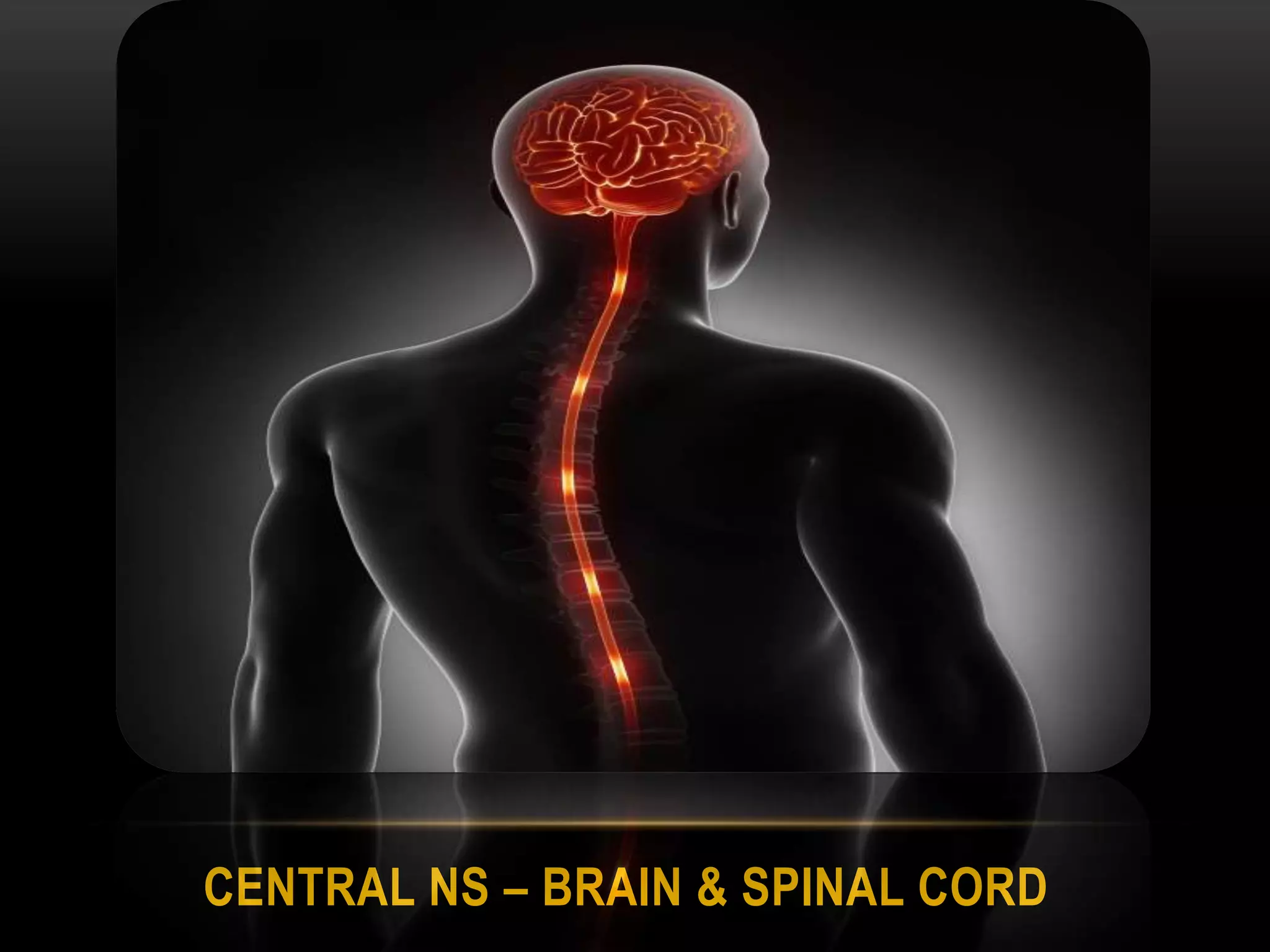 The nervous system | PPT