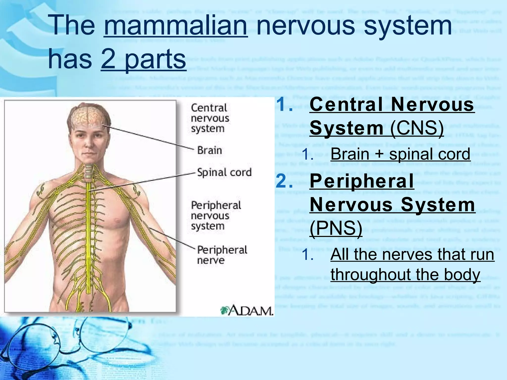 AP Biology The nervous system | PPT