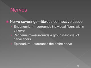 The nervous system | PPTX