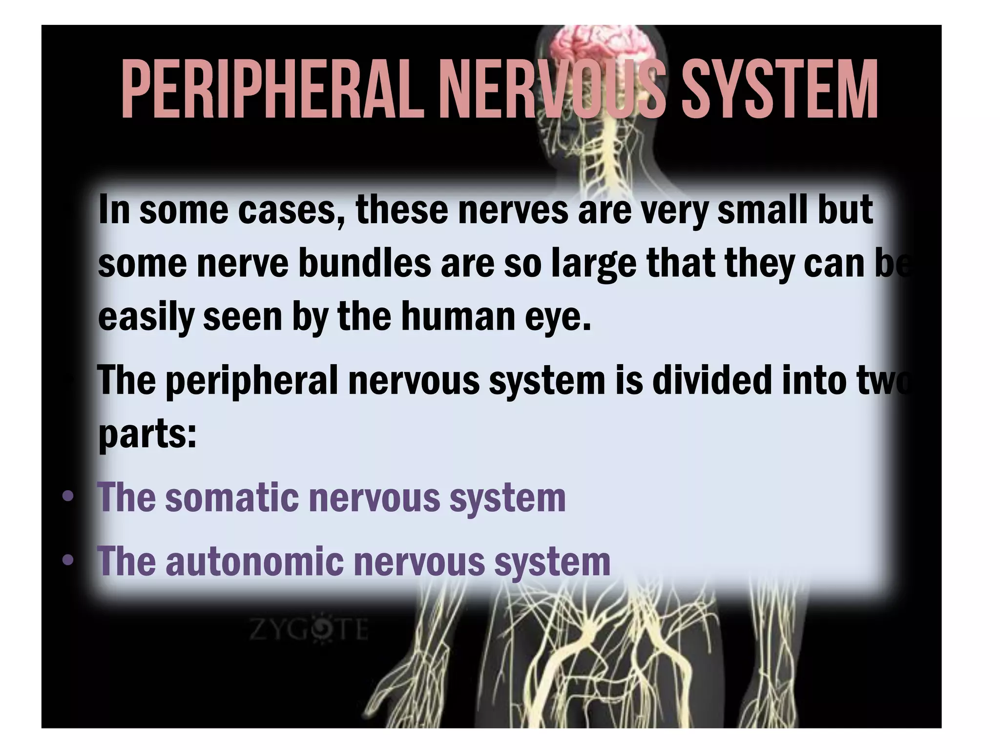 The nervous system | PDF