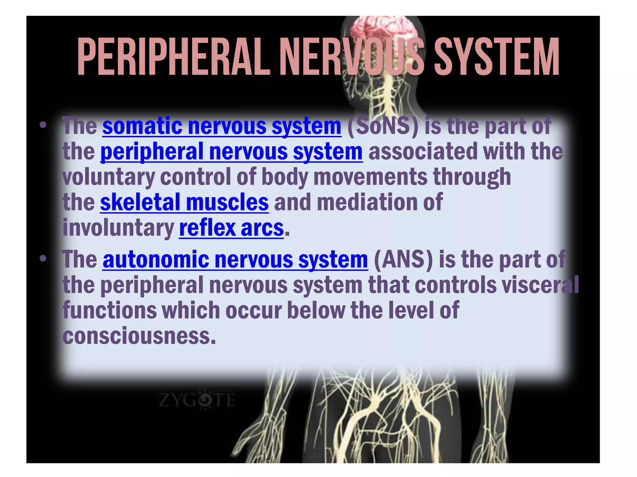 The nervous system | PDF