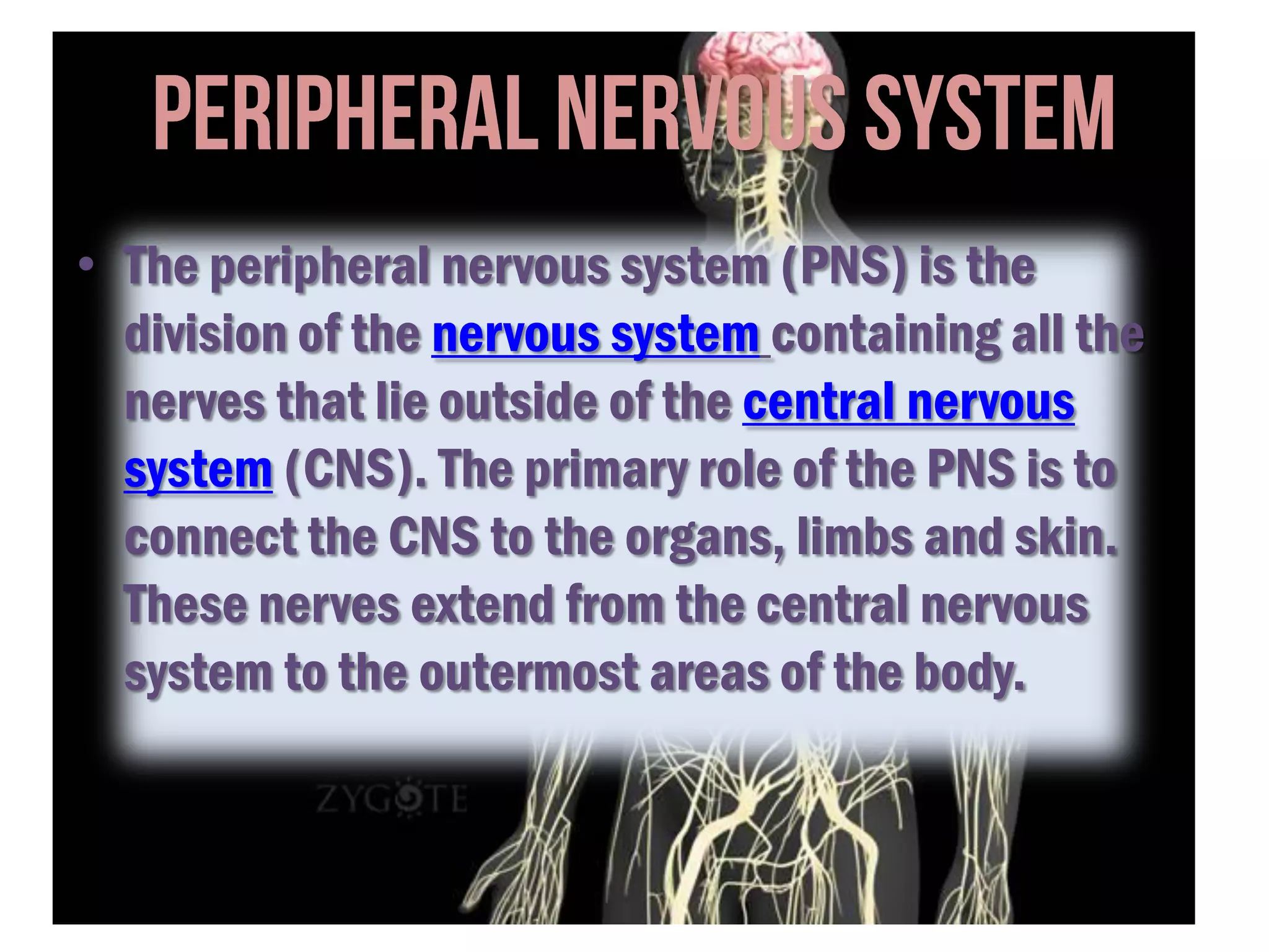 The nervous system | PDF