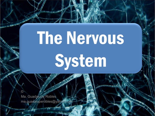 The nervous system | PPT