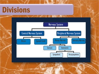 The nervous system | PDF