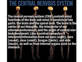 The nervous system | PDF