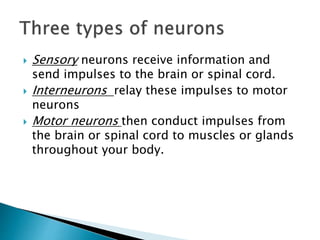 The nervous system | PPTX