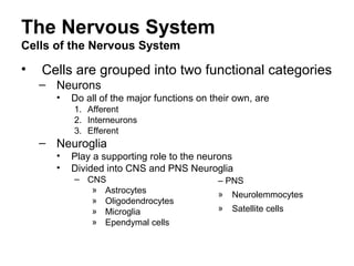 The nervous system | PPT