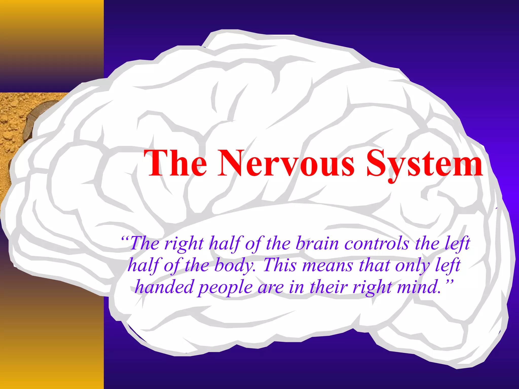 The nervous system | PPT