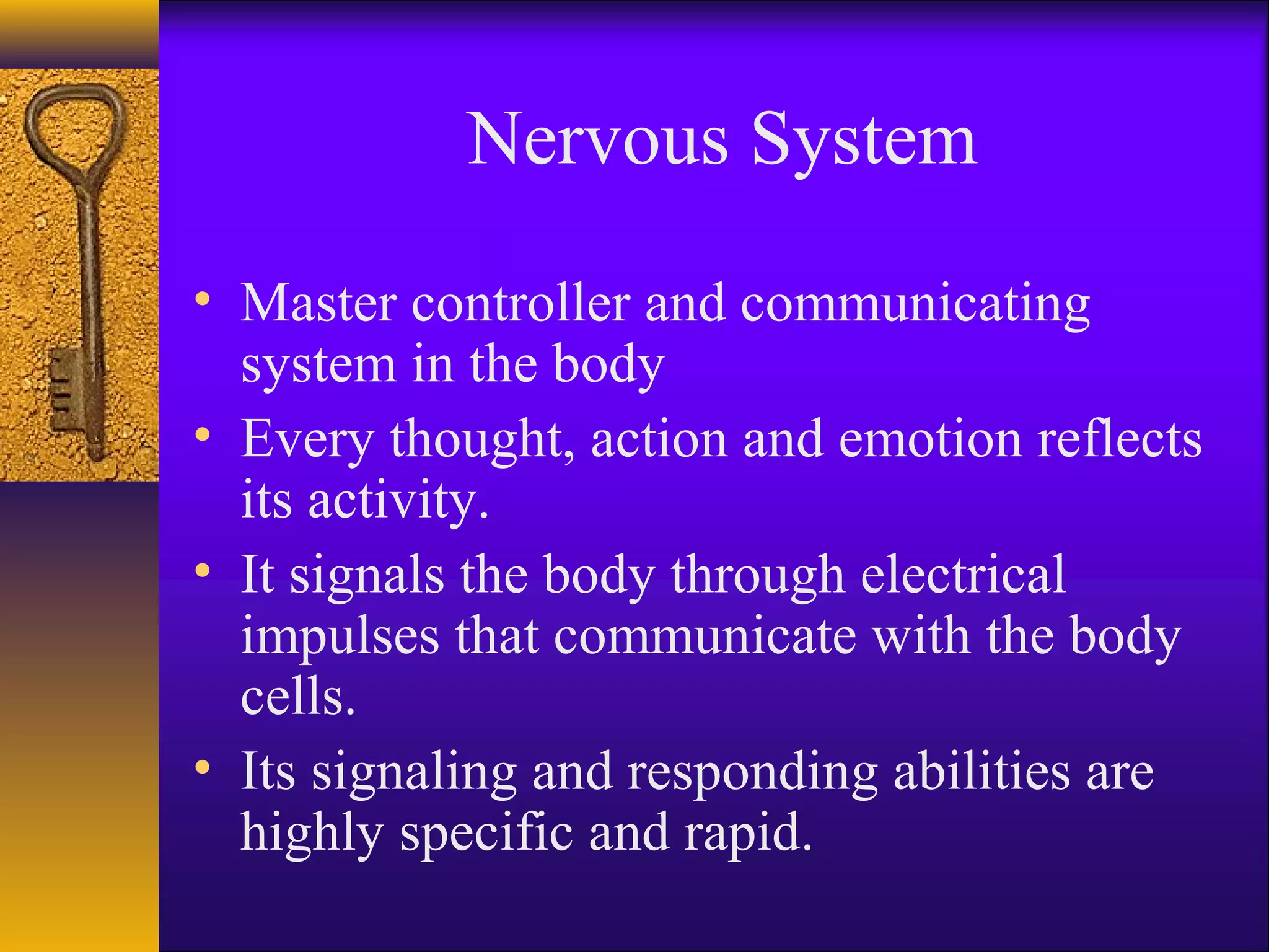 The nervous system | PPT