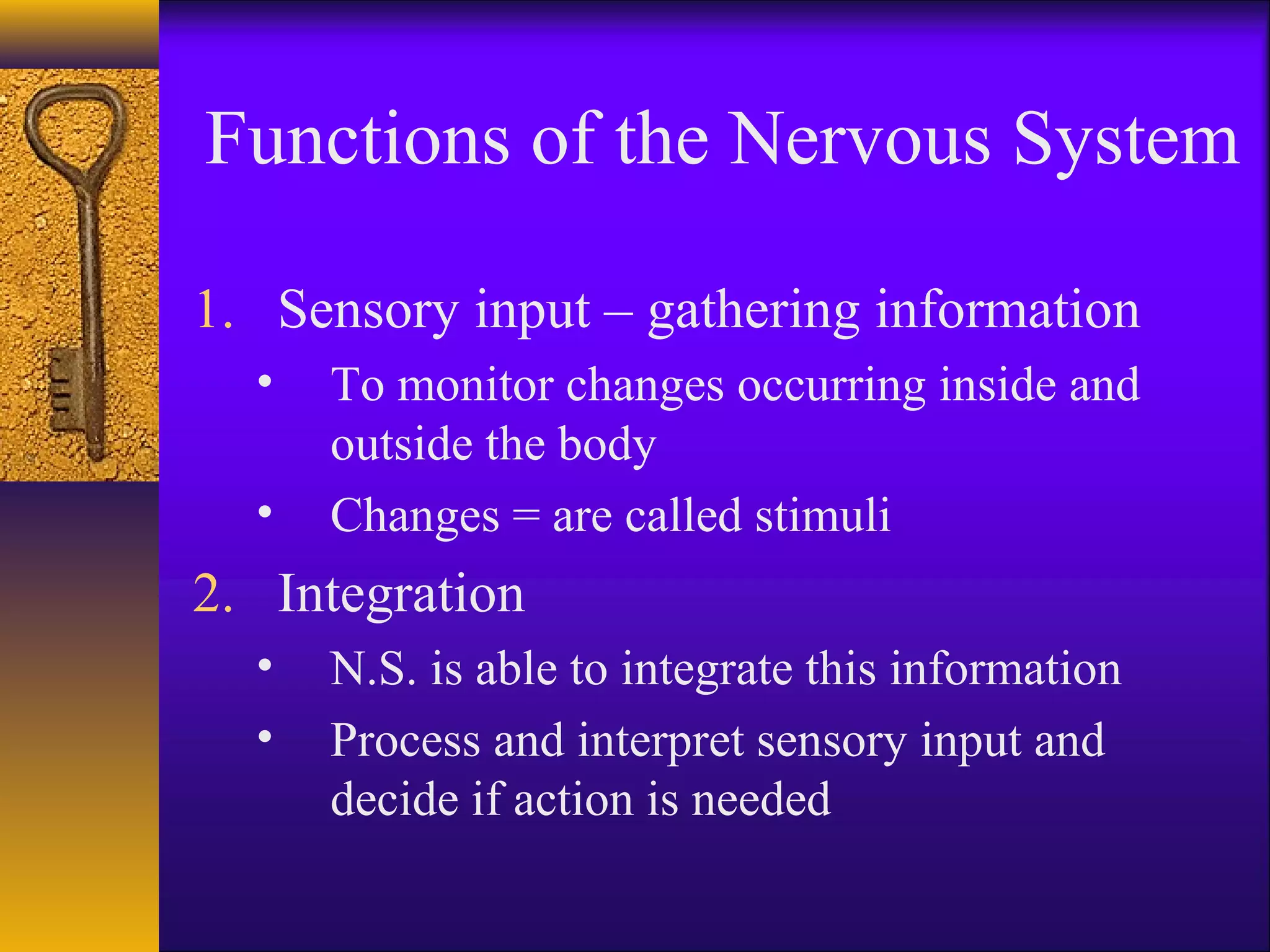 The nervous system | PPT