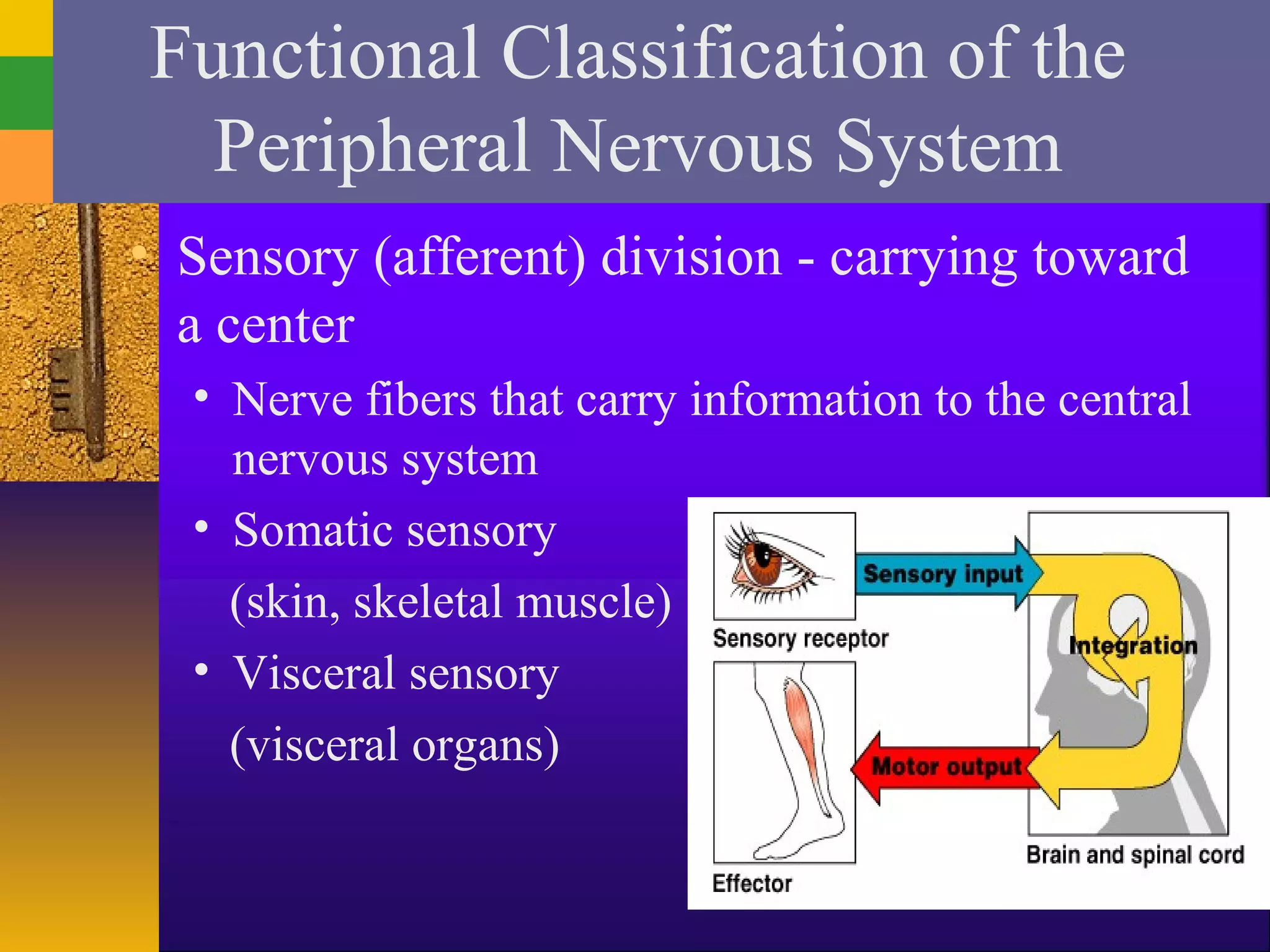 The nervous system | PPT