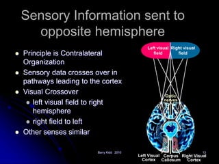 The nervous system | PPT | Brain and Nervous System Disorders ...