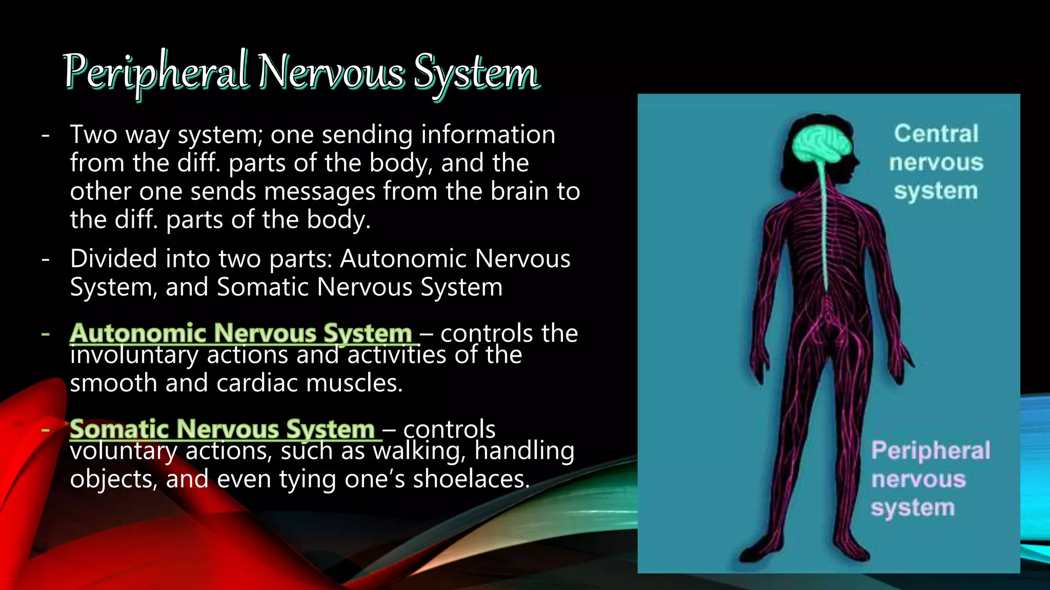 The nervous system | PPTX | Brain and Nervous System Disorders ...