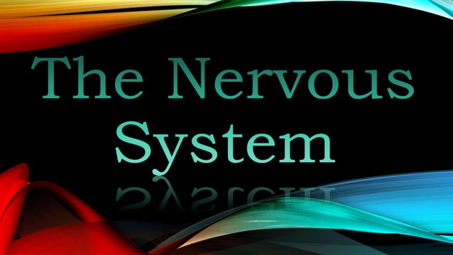 The nervous system | PPT