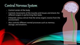 The nervous system | PPTX | Brain and Nervous System Disorders ...