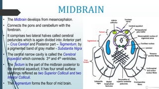 The nervous system | PPT
