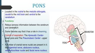 The nervous system | PPT