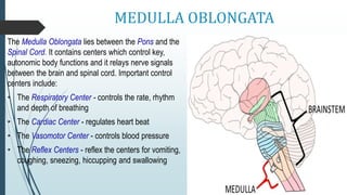 The nervous system | PPTX