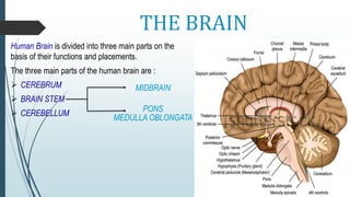 The nervous system | PPTX