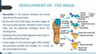 The nervous system | PPT