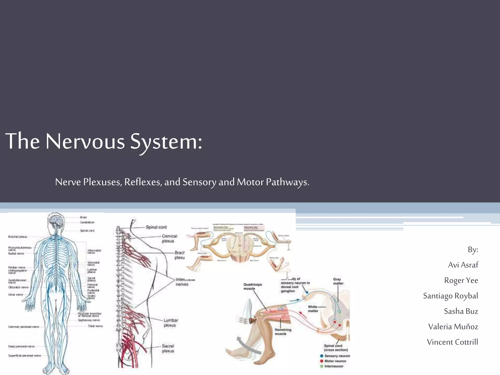 The nervous system | PPT