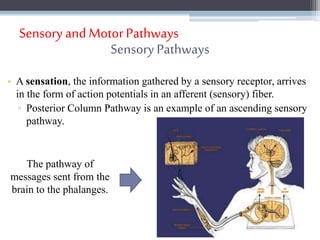 The nervous system | PPT