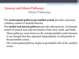 The nervous system | PPT