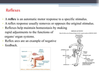 The nervous system | PPT