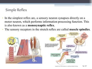 The nervous system | PPT