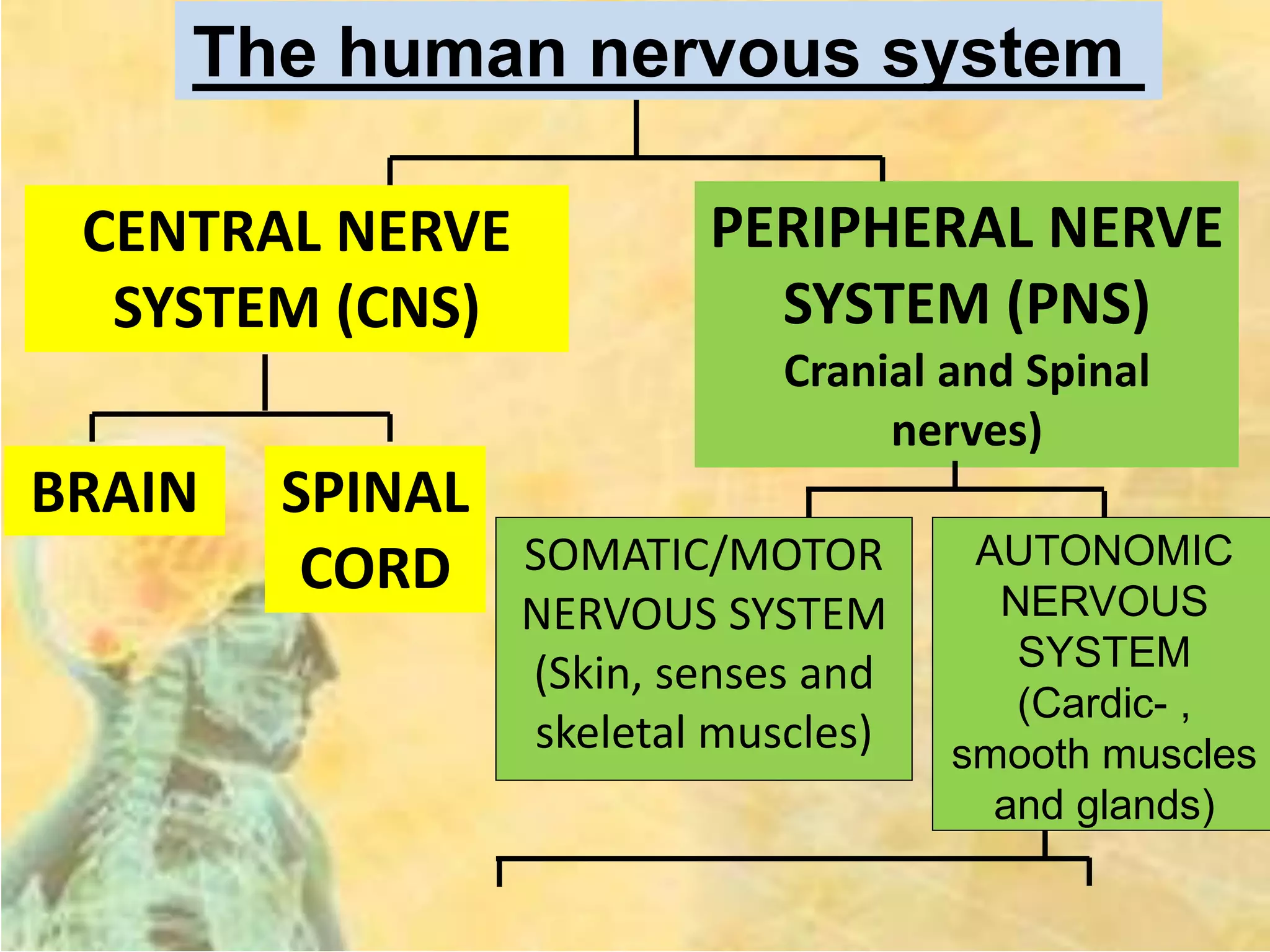 THE NERVOUS SYSTEM.pptx
