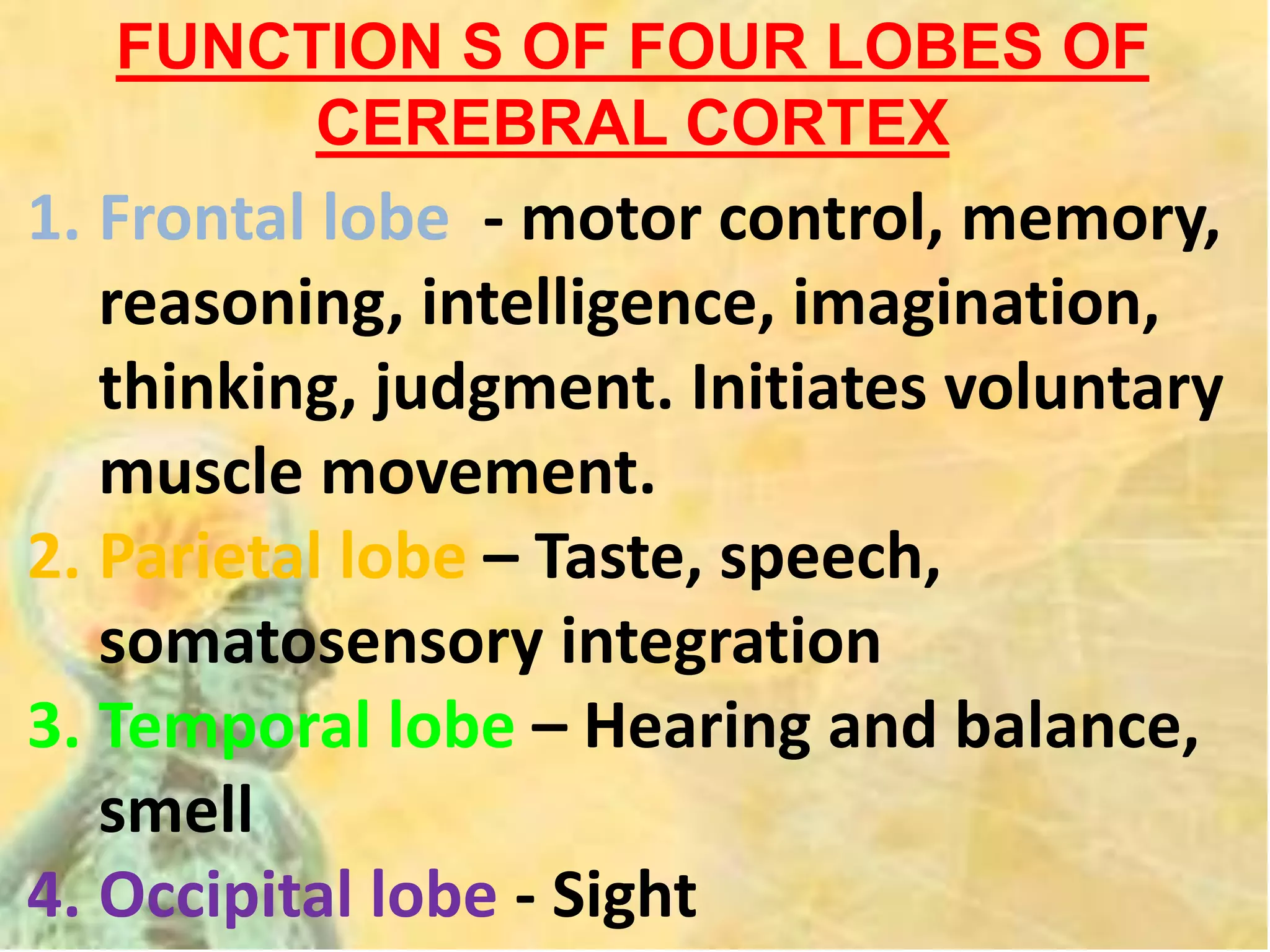 THE NERVOUS SYSTEM.pptx