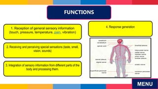 THE NERVOUS SYSTEM.PPT.pptx