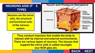 THE NERVOUS SYSTEM.PPT.pptx