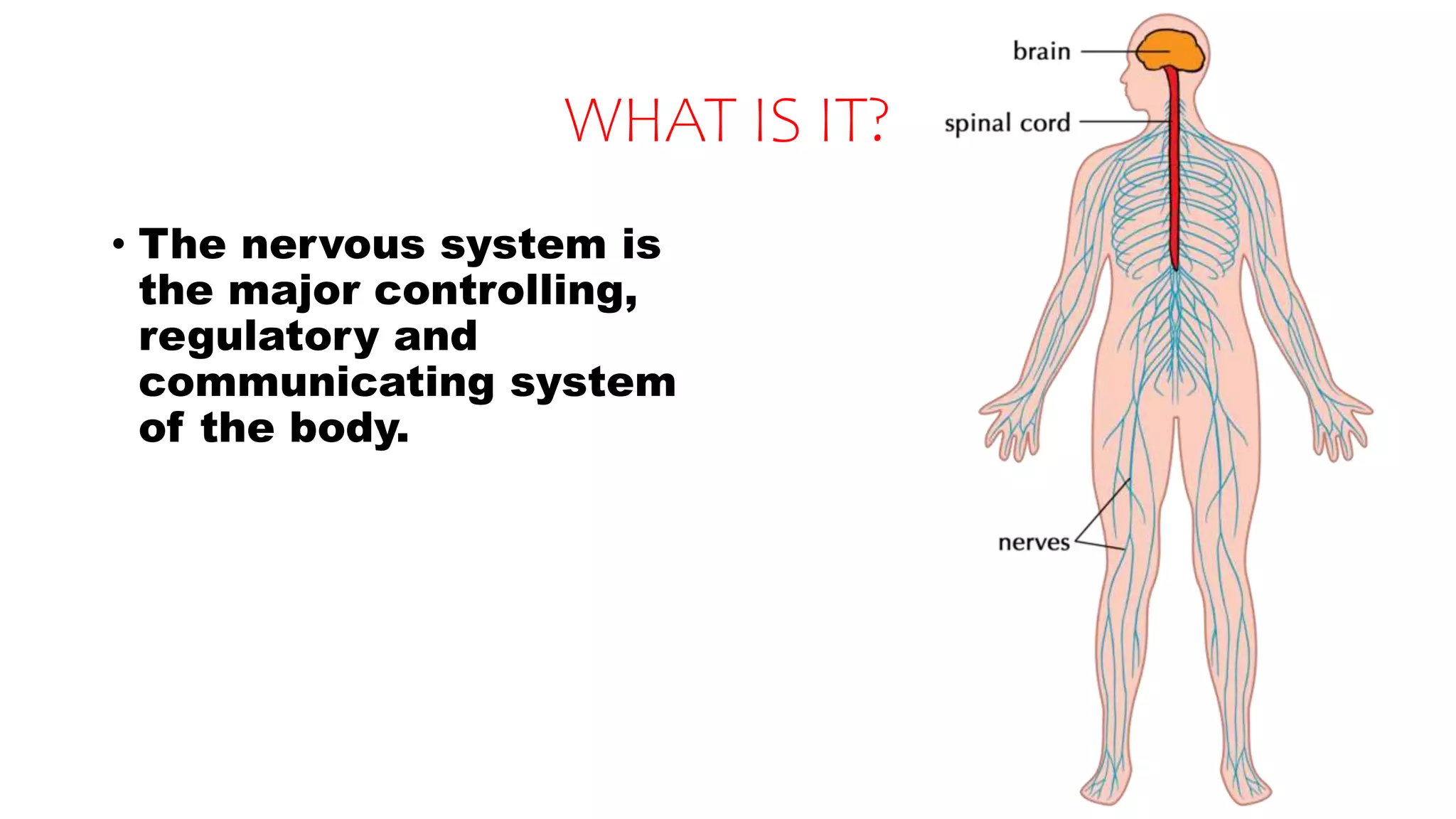THE NERVOUS SYSTEM.pptx | Brain and Nervous System Disorders | Diseases ...